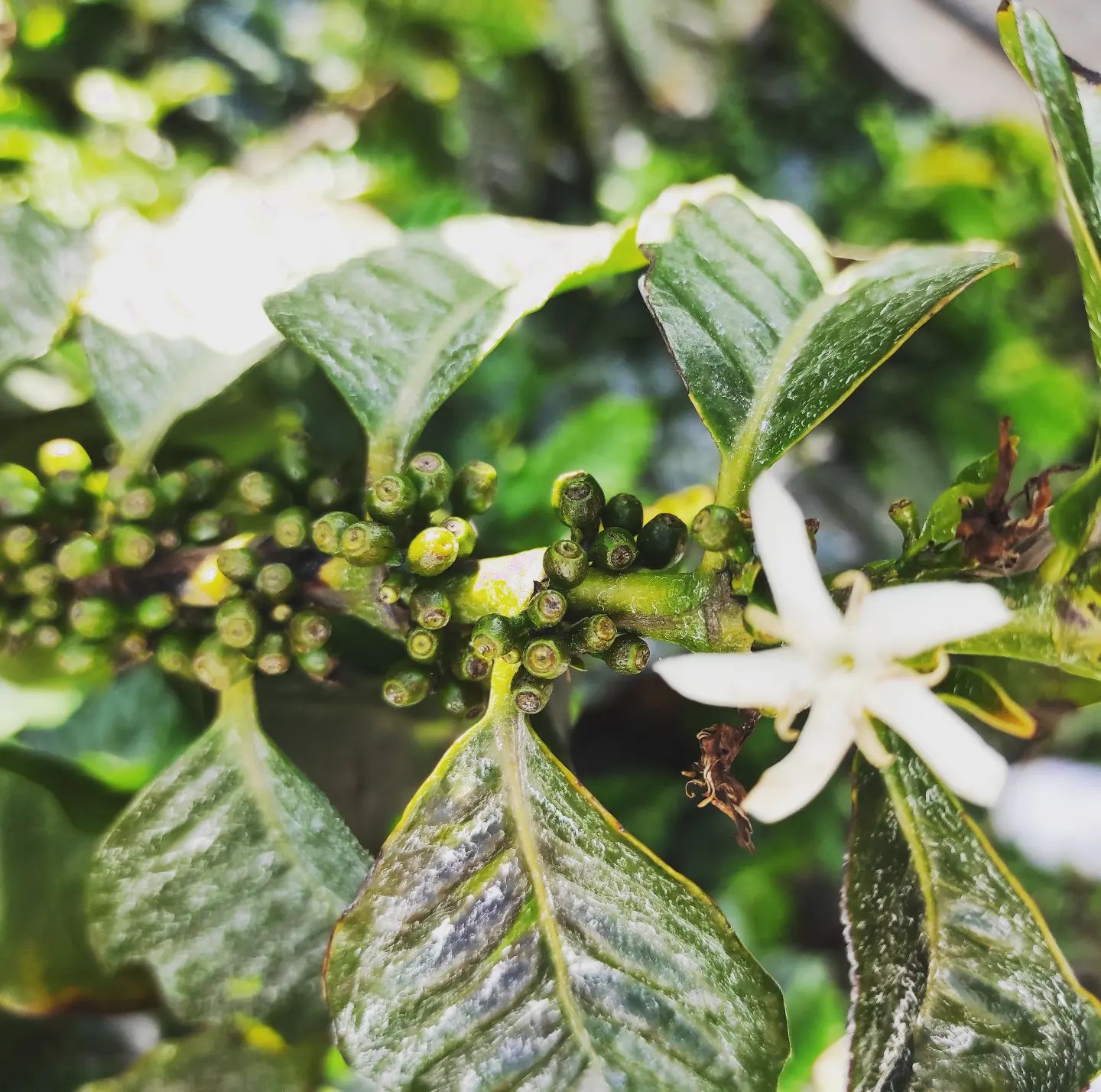 Cafetos de Olicafé