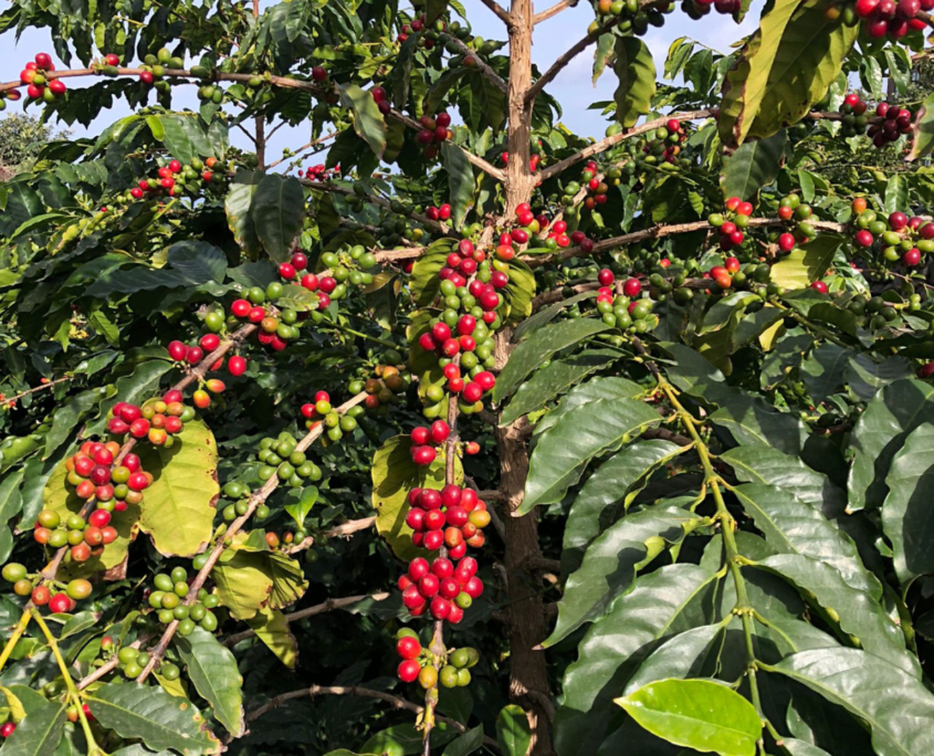 CAFETOS DE OLICAFÉ